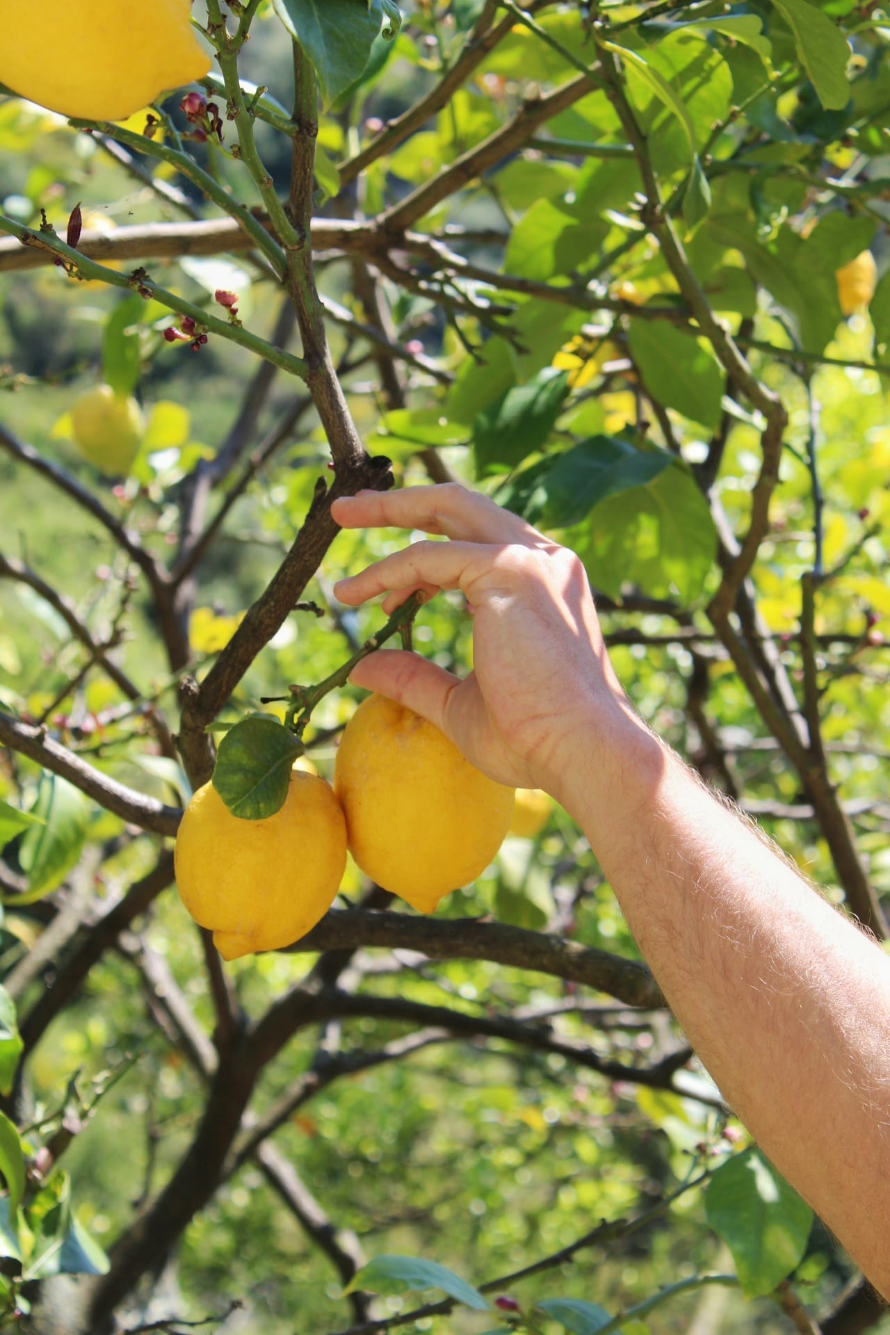 Top 5 des choses à faire pendant La Fête du citron de Menton - Prestige ...